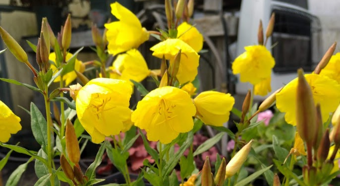 Perennials For Fall Planting...